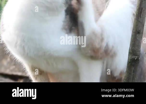 natural grey white cat video Stock Video Footage - Alamy