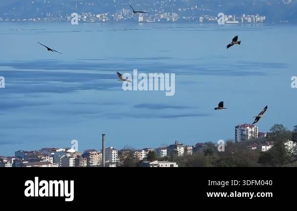 green trees forest landscape video Stock Video Footage - Alamy