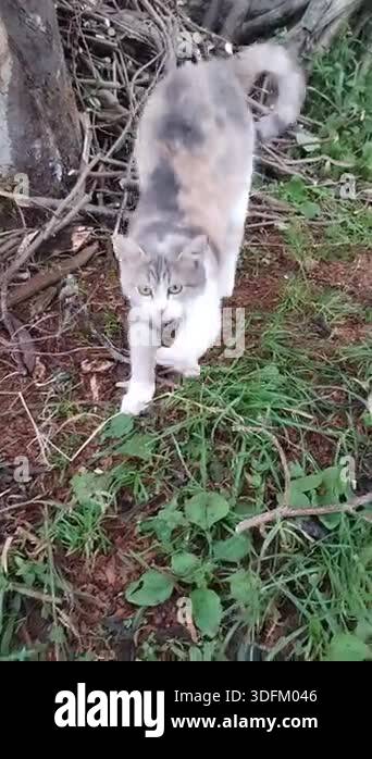 natural tabby cat macro video Stock Video Footage - Alamy