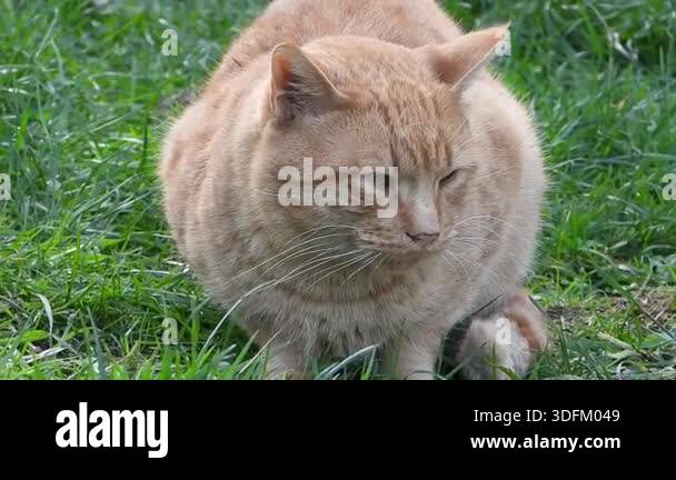 natural tabby cat macro video Stock Video Footage - Alamy