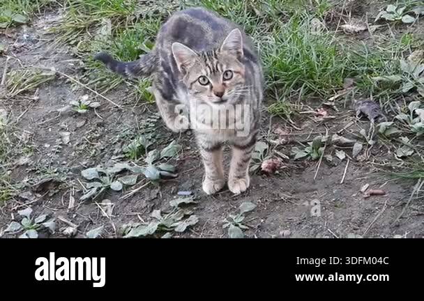 natural tabby cat macro video Stock Video Footage - Alamy