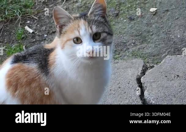 natural tabby cat macro video Stock Video Footage - Alamy