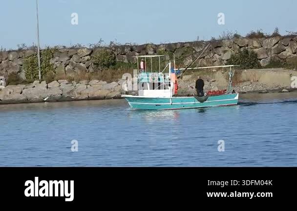 green trees forest landscape video Stock Video Footage - Alamy