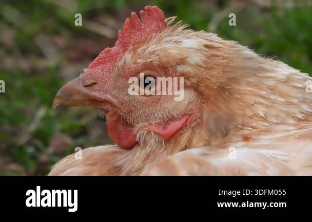 natural colourful chicken lying down video Stock Video Footage - Alamy