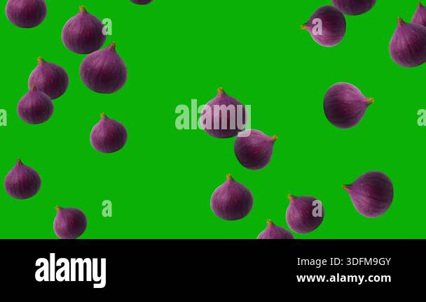 Falling fresh fig fruits motion graphics with green screen background ...