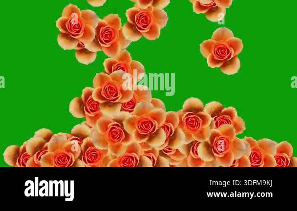 Falling Orange color rose flowers motion graphics with green screen ...