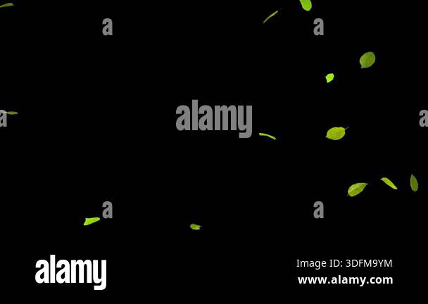 Falling green leaves motion graphics with plain black background Stock ...