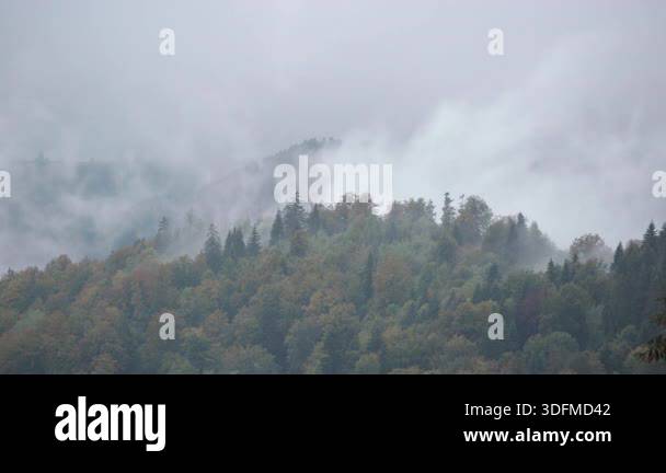 Misty mountain forest shrouded in fog, soft low clouds weaving through ...