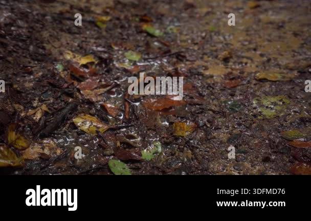 Wet forest floor with muddy leaves, bootstep enters frame, closeup of ...