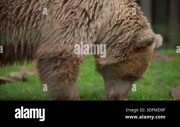 Closeup grizzly bear foraging on grass, shaggy wet fur, snout probing ...