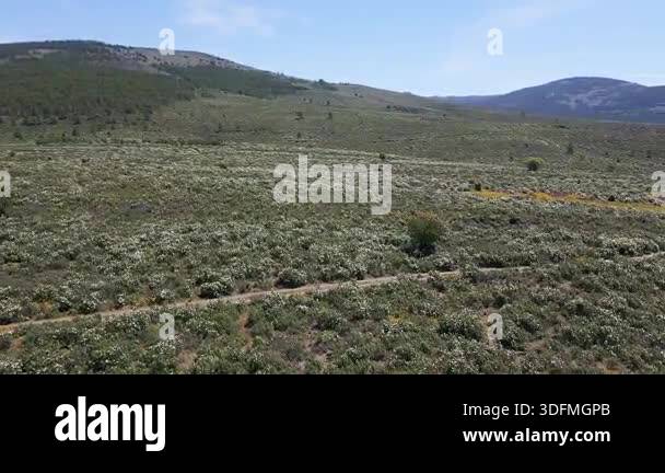 A mountain path surrounded by a multitude of flowers in spring in the ...
