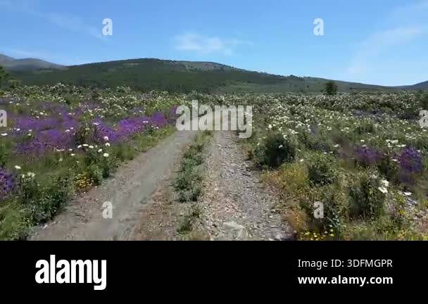 A mountain path surrounded by a multitude of flowers in spring in the ...