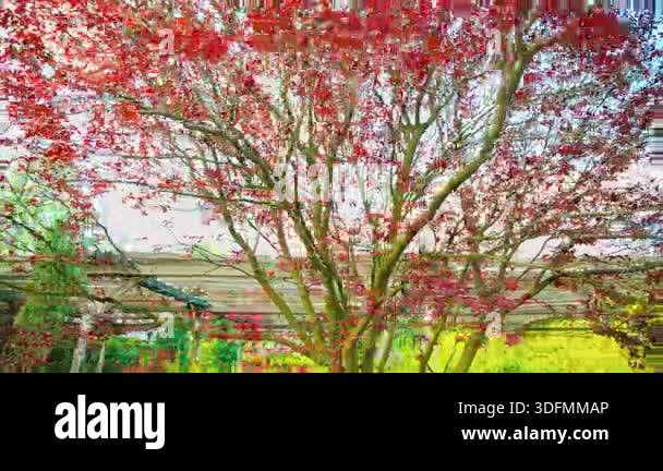 Shooting parallax summer nature, creative spring garden young tree red ...