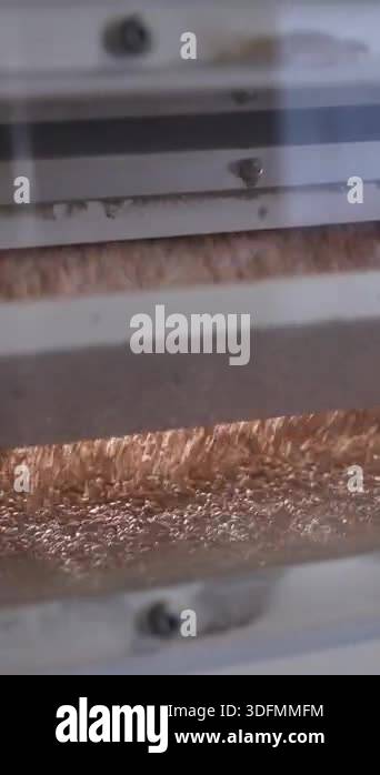 Vertical video. Dry wheat grains pour down onto vibrating platform ...
