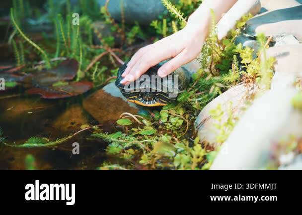 close-up female hand touches strokes dark shell of river turtle, wild ...
