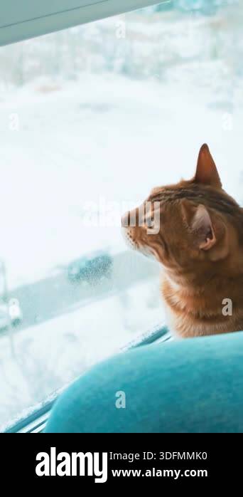 silhouette woman with bengal cat reading book Bible sitting near window ...
