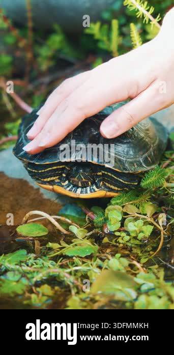 body part person close-up hand touches strokes dark shell of river ...