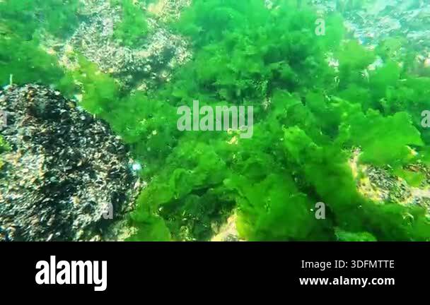Underwater landscape of the Black Sea, green algae (Enteromorpha, Ulva ...