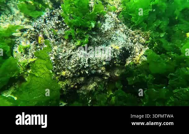 Underwater landscape of the Black Sea, green algae (Enteromorpha, Ulva ...
