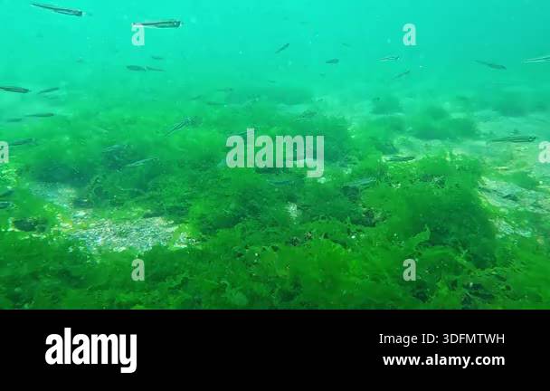 Underwater world, small fish (Atherina pontica) over green algae ...