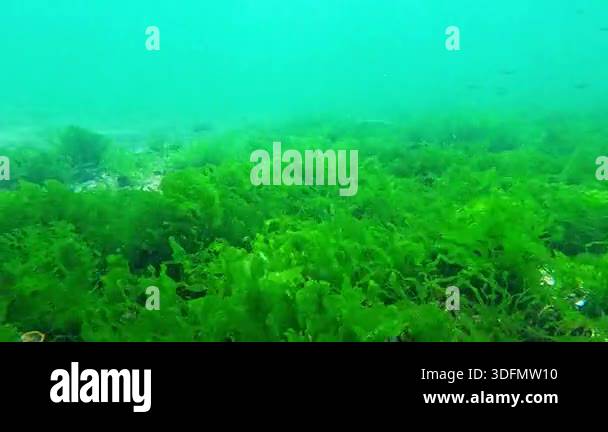 Underwater world, small fish (Atherina pontica) over green algae ...