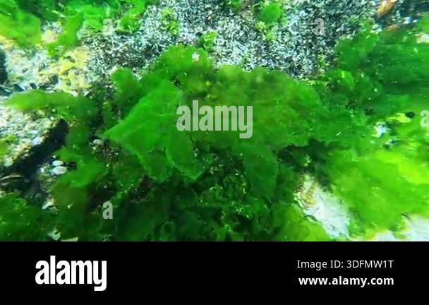 Underwater landscape of the Black Sea, green algae (Enteromorpha, Ulva ...