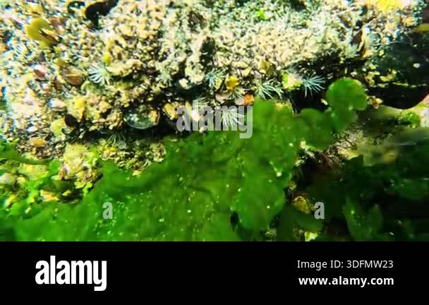 Underwater landscape of the Black Sea, green algae (Enteromorpha, Ulva ...