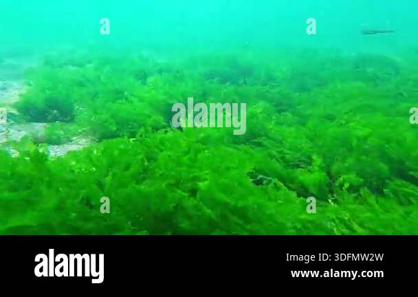 Underwater world, small fish (Atherina pontica) over green algae ...