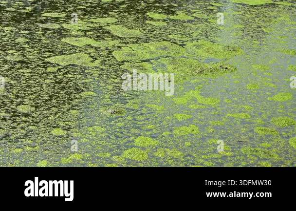A freshwater eutrophic lake with a thick layer of floating algae on the ...