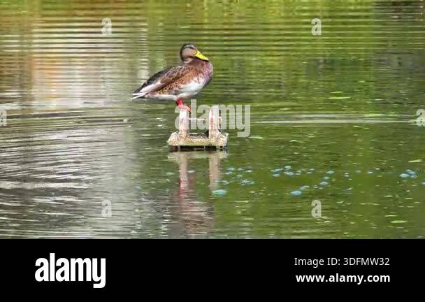 The mallard or wild duck Anas platyrhynchos, A duck rests against the ...
