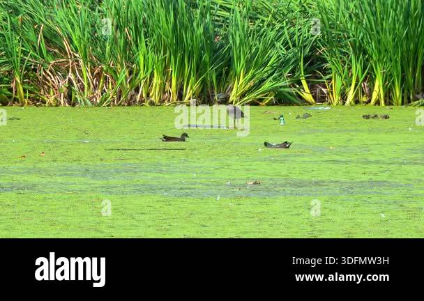 A lake with fresh, dirty water and floating algae Lemna and Wolffia on ...