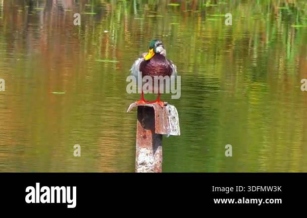 The mallard or wild duck Anas platyrhynchos, A duck rests against the ...