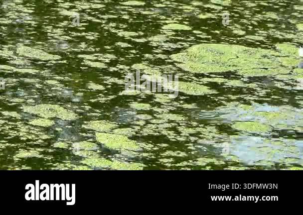 A lake with fresh polluted water and a thick layer of floating algae on ...