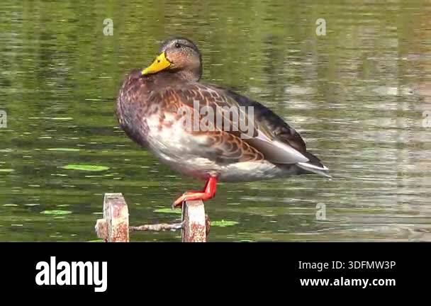 The mallard or wild duck Anas platyrhynchos, A duck rests against the ...