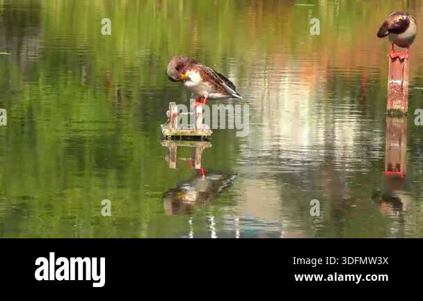 The mallard or wild duck Anas platyrhynchos, A duck rests against the ...
