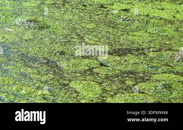 A dirty eutrophic freshwater lake with duckweed (Lemna) and Wolffia ...