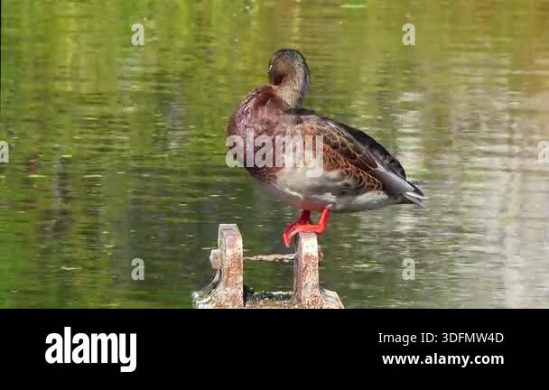 The mallard or wild duck Anas platyrhynchos, A duck rests against the ...