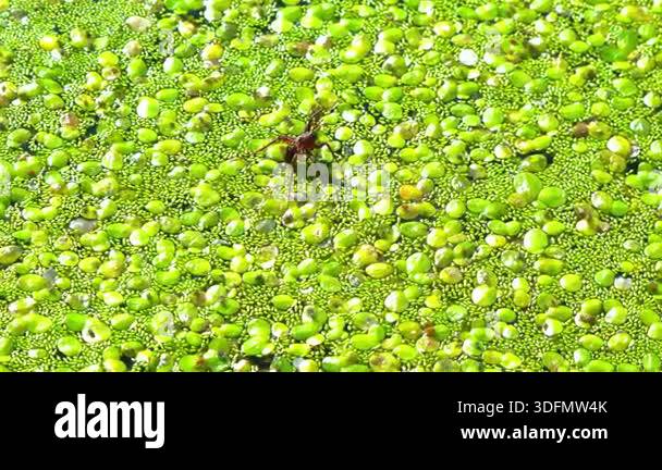A spider on floating plants, duckweed and wolffia plants floating on ...