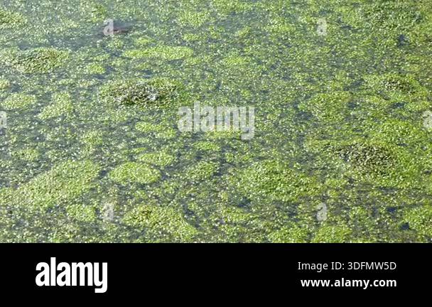Aquatic plants rootless duckweed Wolffia arrhiza and duckweed Lemna ...