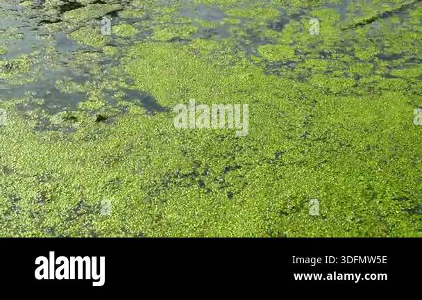 A freshwater eutrophic lake with a thick layer of floating algae on the ...