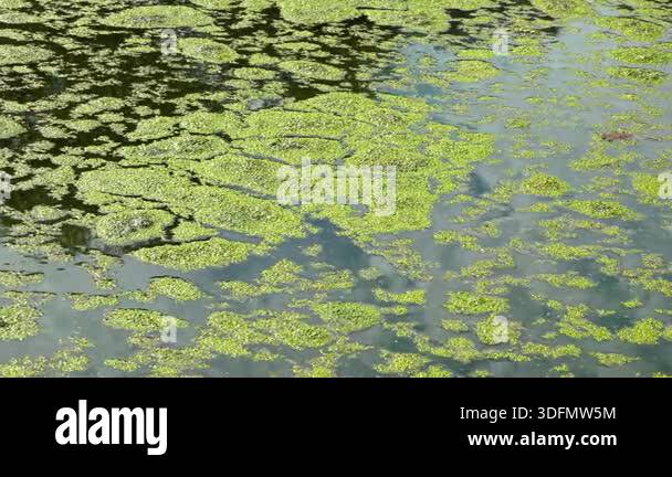 A freshwater eutrophic lake with a thick layer of floating algae on the ...