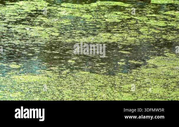 A dirty eutrophic freshwater lake with duckweed (Lemna) and Wolffia ...