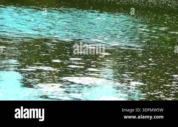 A lake with fresh polluted water and a thick layer of floating algae on ...