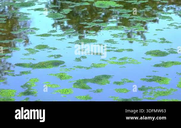 A small lake with fresh polluted water and algae floating on the water ...