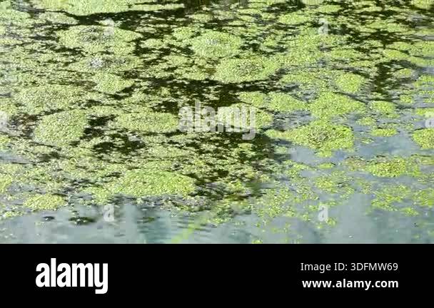 A freshwater eutrophic lake with a thick layer of floating algae on the ...
