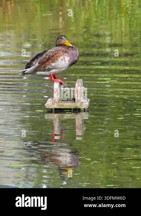 The mallard or wild duck Anas platyrhynchos, A duck rests against the ...