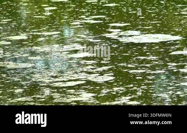 A lake with fresh polluted water and a thick layer of floating algae on ...