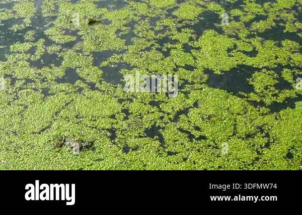 A freshwater eutrophic lake with a thick layer of floating algae on the ...