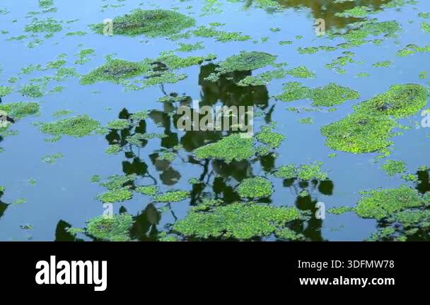 A small lake with fresh polluted water and algae floating on the water ...