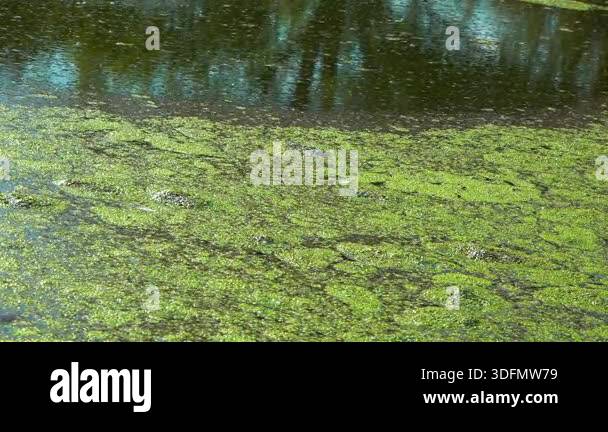 Aquatic plants rootless duckweed Wolffia arrhiza and duckweed Lemna ...